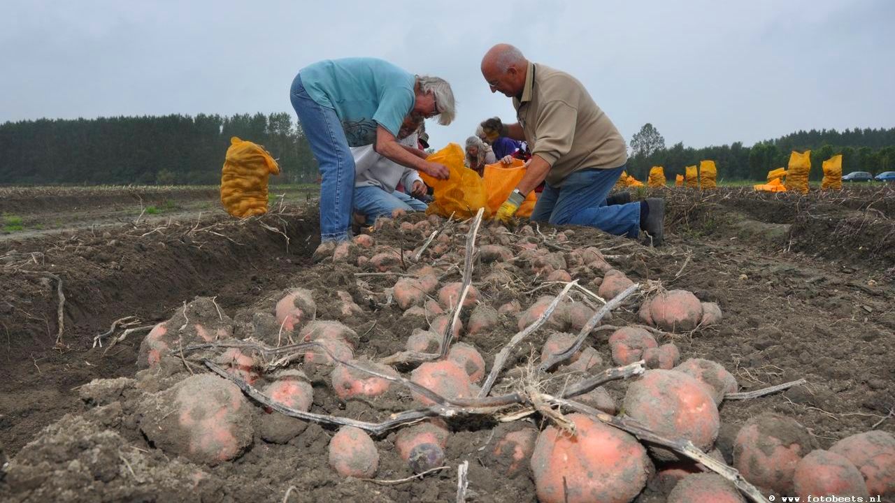 Aardappelen rapen voor Voedselbank Kollumerland - RTV NOF Nieuws