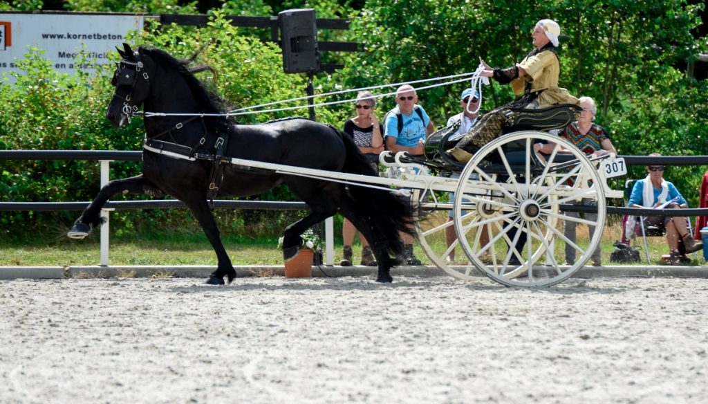 Seizoen Friese paardenconcoursen van start - RTV NOF Nieuws