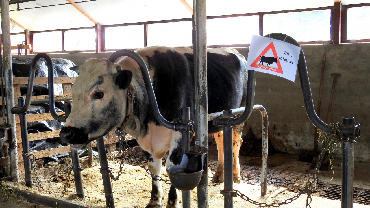 Open dag zorgboerderij de Witrik in Twijzelerheide - RTV NOF Nieuws Open dag zorgboerderij de Witrik in Twijzelerheide - RTV NOF Nieuws