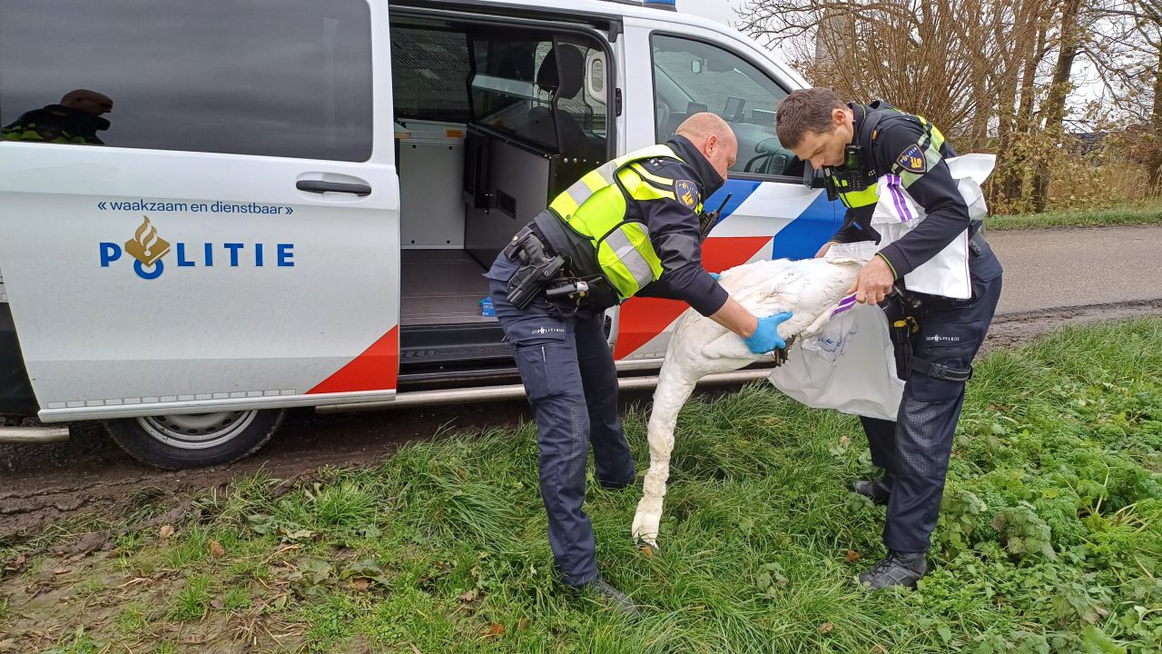 Dode knobbelzwanen gevonden bij Westergeast, politie doet onderzoek - RTV NOF Nieuws