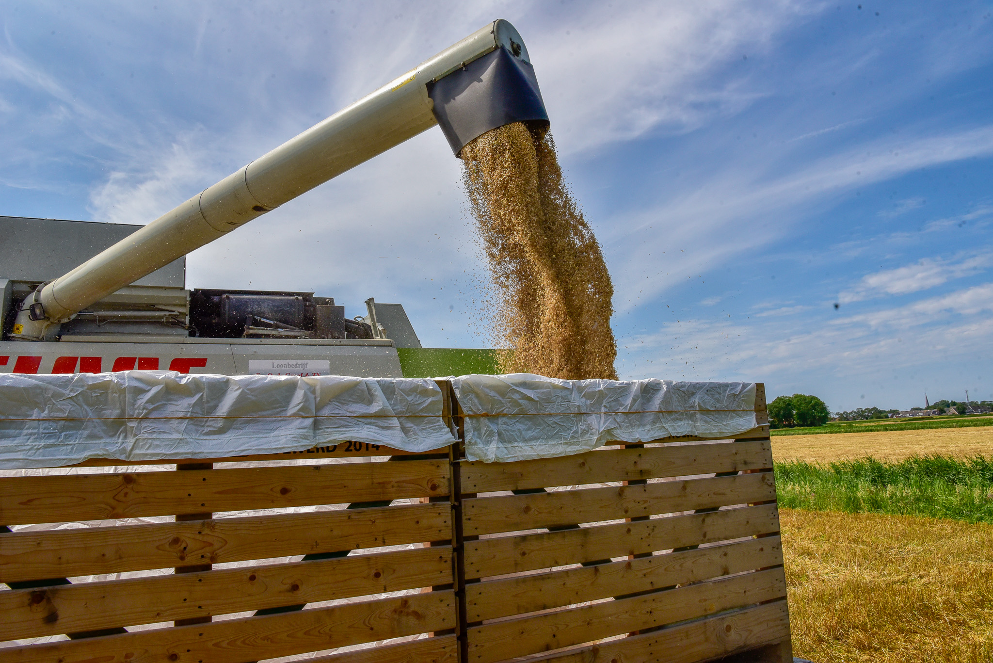 Eerste naakte haver geoogst in Holwert: "Takom jier wer" - RTV NOF Nieuws