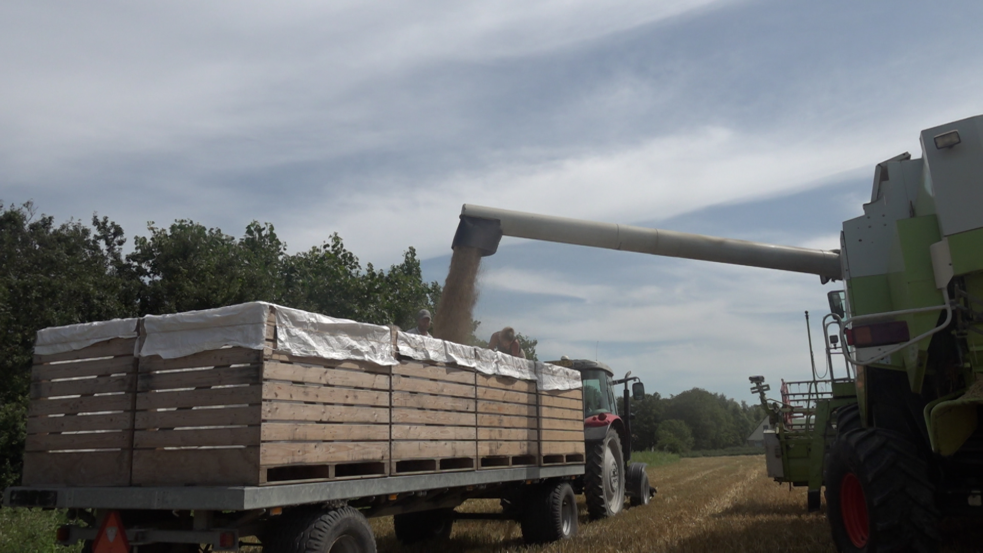 Eerste naakte haver geoogst in Holwert: "Takom jier wer" - RTV NOF Nieuws